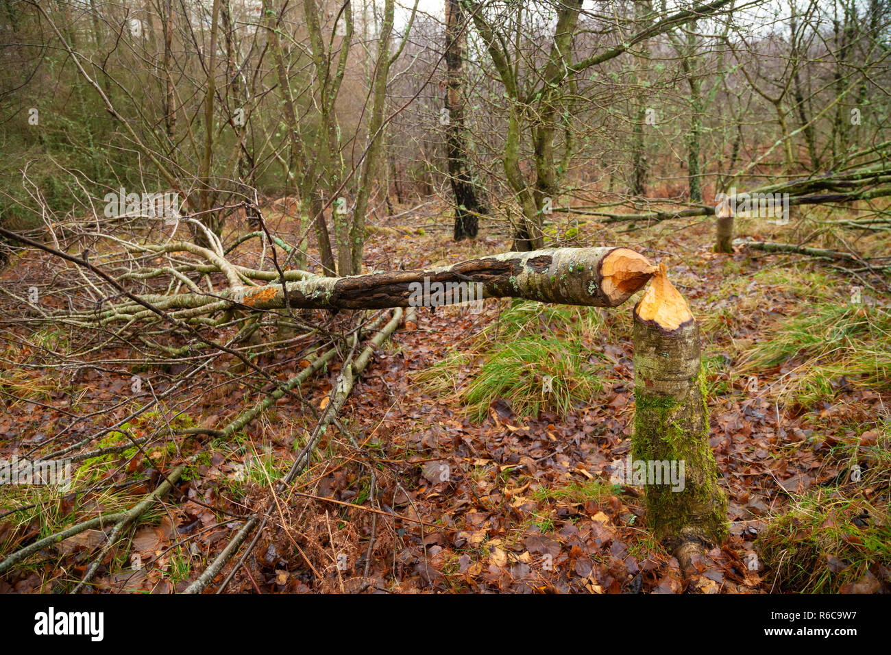 Beaver activity hi-res stock photography and images - Alamy