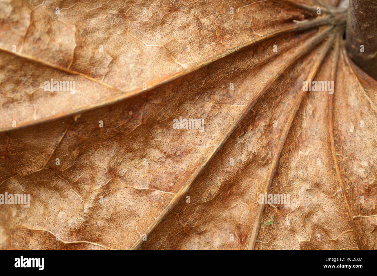 Rotten maple leaves leaf hi-res stock photography and images - Alamy