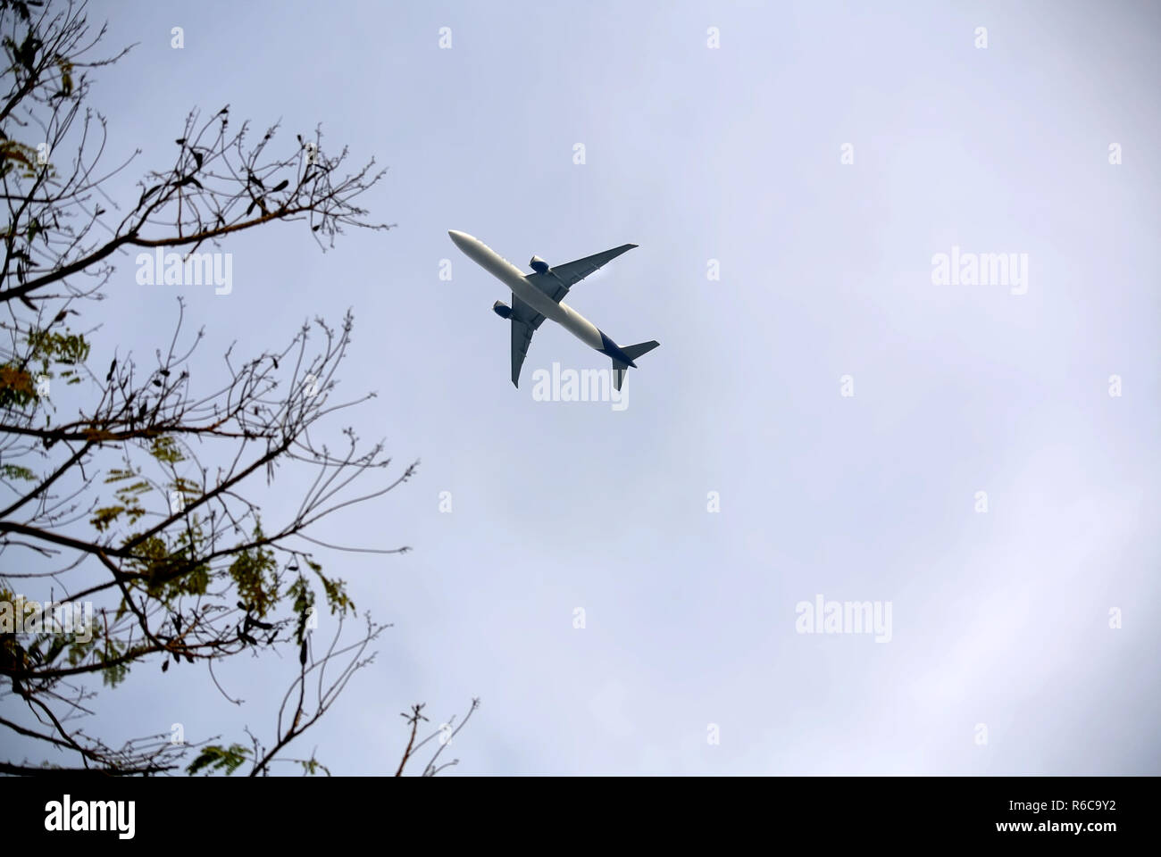 View of a Commercial Airplane Through Tree Branches Stock Photo - Alamy