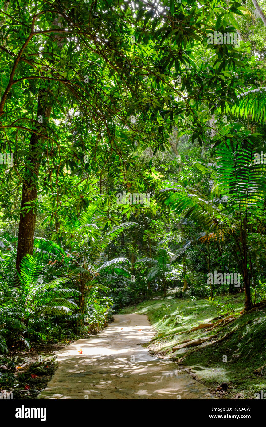 A walk through the lush jungle and limestone cliffs of Welchman Hall ...
