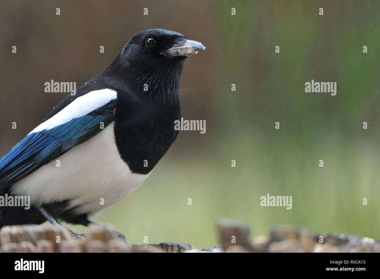Magpie view hi-res stock photography and images - Alamy