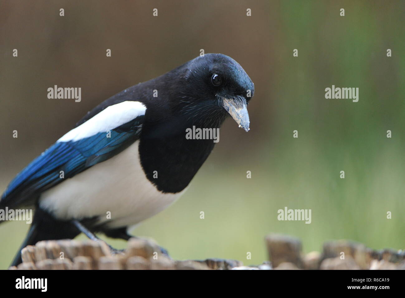 Raven And Magpie At High Resolution Stock Photography and Images - Alamy