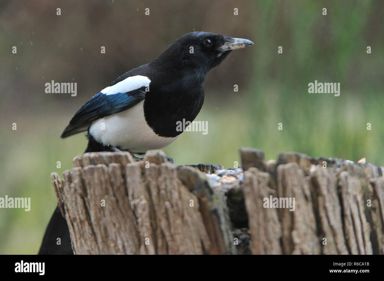 Magpie view hi-res stock photography and images - Alamy