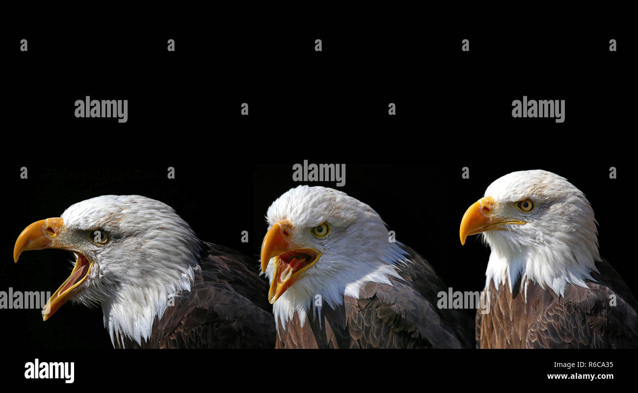 Three black birds hi-res stock photography and images - Alamy