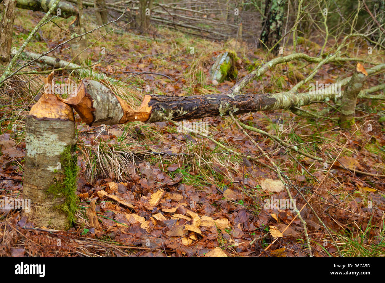 Beaver activity hi-res stock photography and images - Alamy