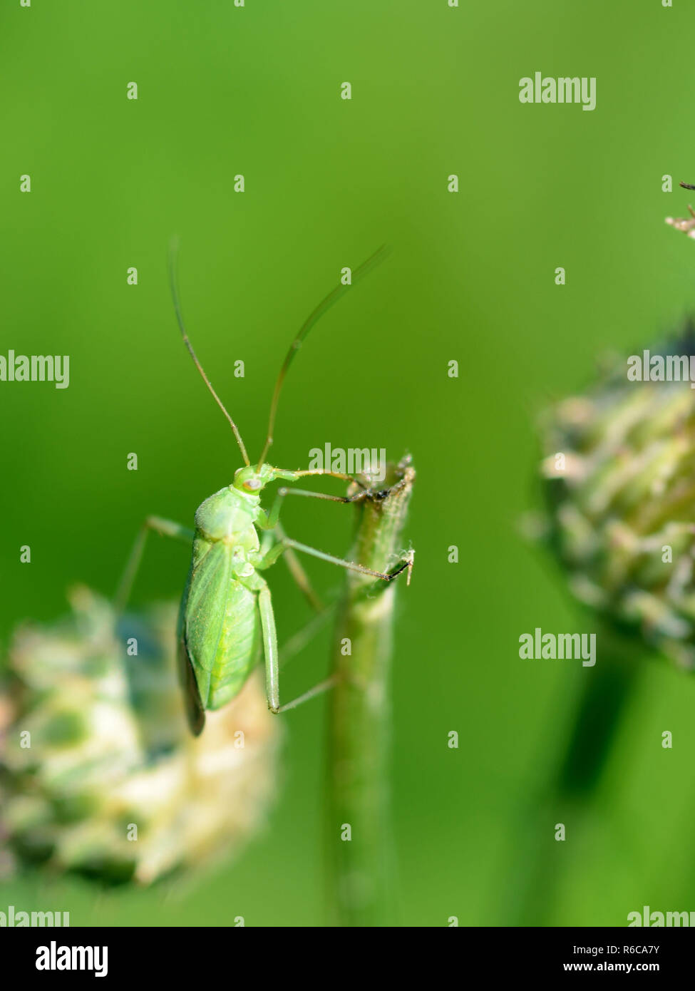 Beetle crawling on a stalk of grass .Insects are very active during the ...