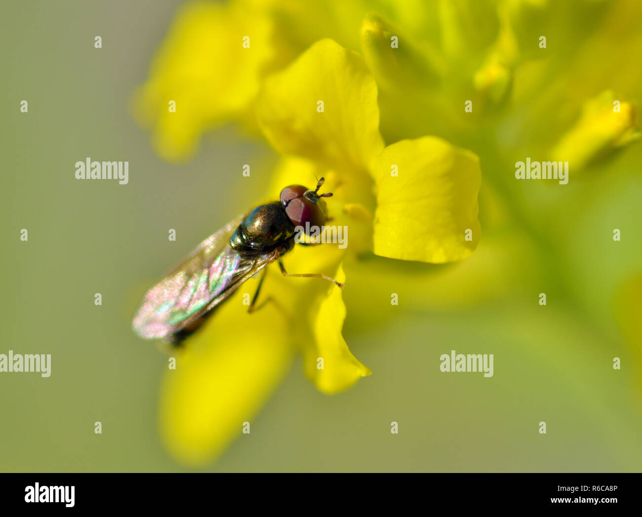 Flowering plants in the spring.insect collects nectar and pollen from ...
