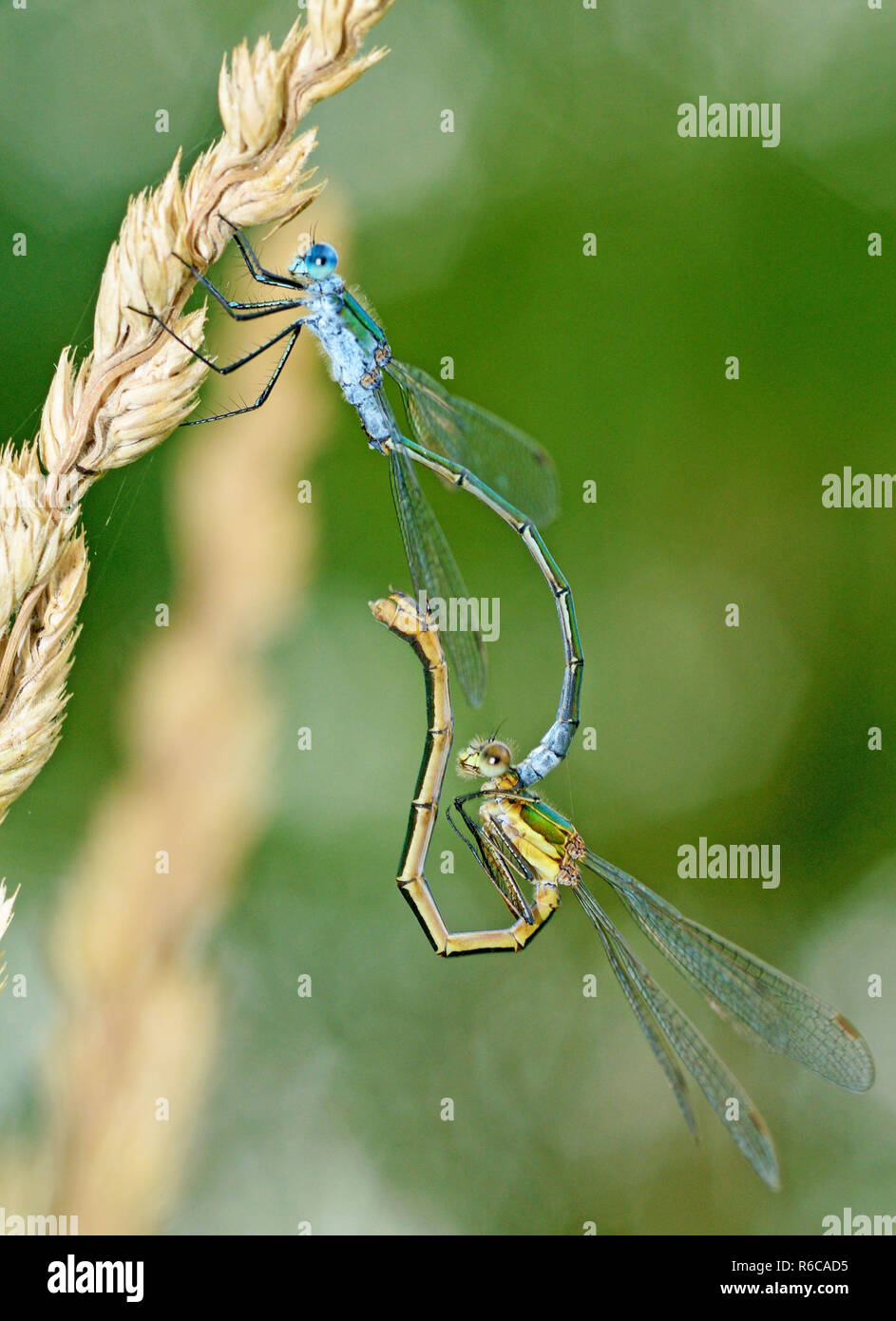 Pairing dragonflies in nature.One of the stages of reproduction of ...