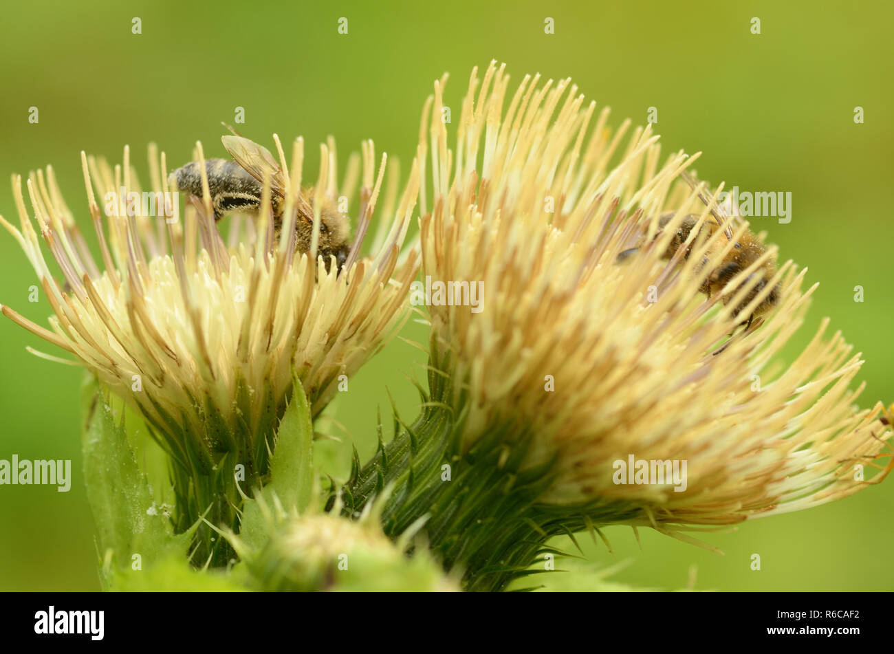 German wasp collects pollen from plants.With warming the life of ...