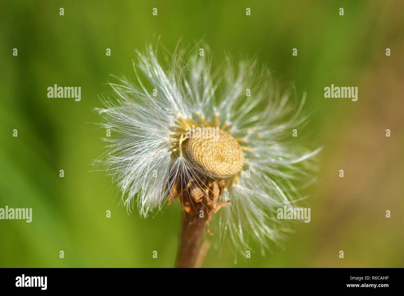 White round flowers hi-res stock photography and images - Alamy