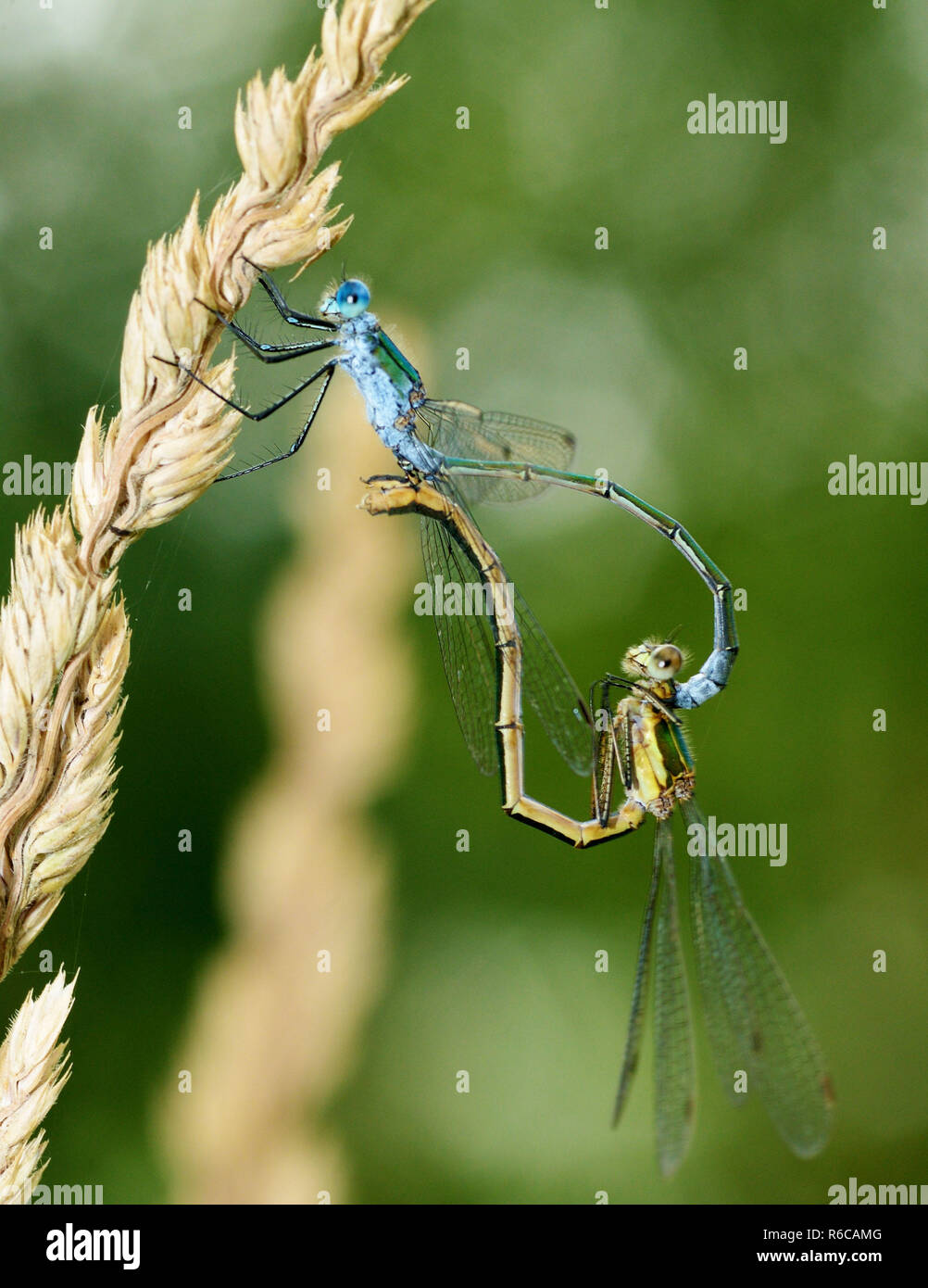 Pairing dragonflies in nature.One of the stages of reproduction of ...