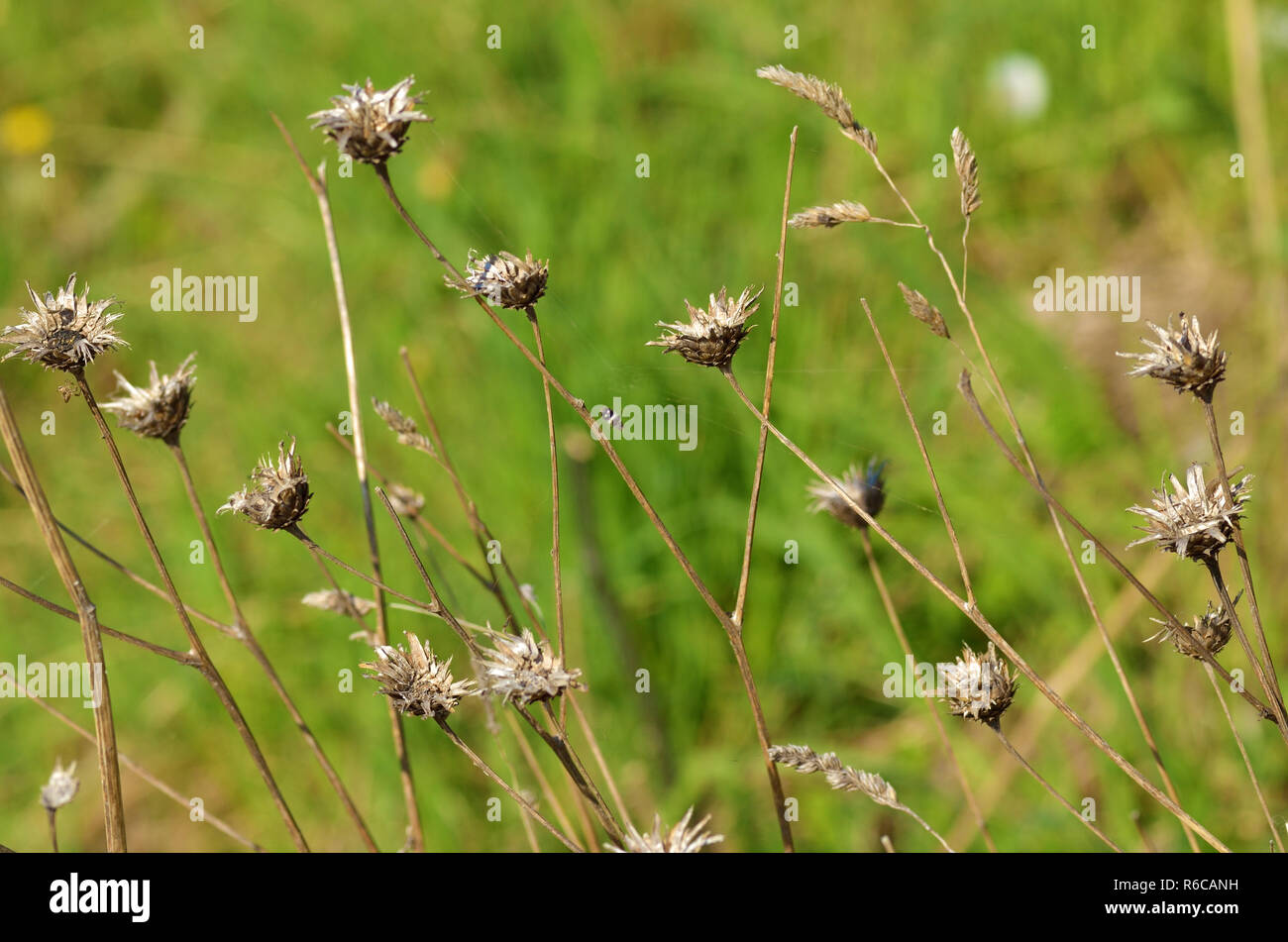 Dry stems of plants.They grow up in a wild field Stock Photo - Alamy