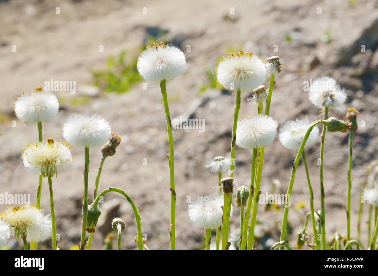 White round flowers hi-res stock photography and images - Alamy