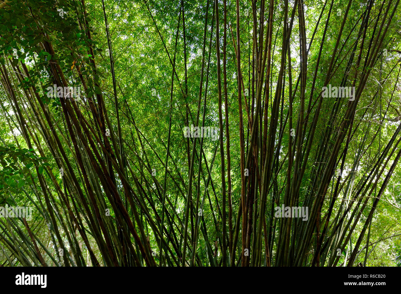 A walk through the lush jungle and limestone cliffs of Welchman Hall ...