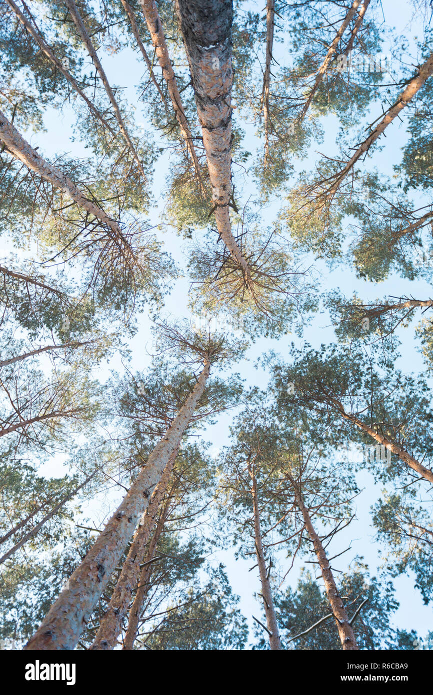 Pine forest photographed from the bottom up Stock Photo - Alamy