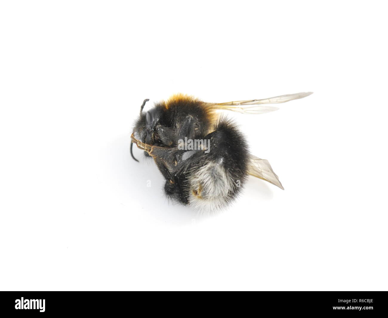 Dead bumblebee isolated on white background Stock Photo - Alamy