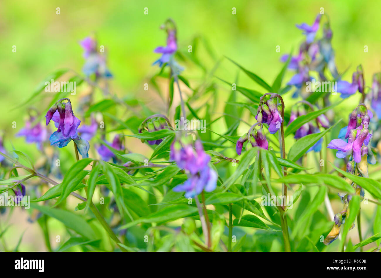 Fodder plant hi-res stock photography and images - Alamy