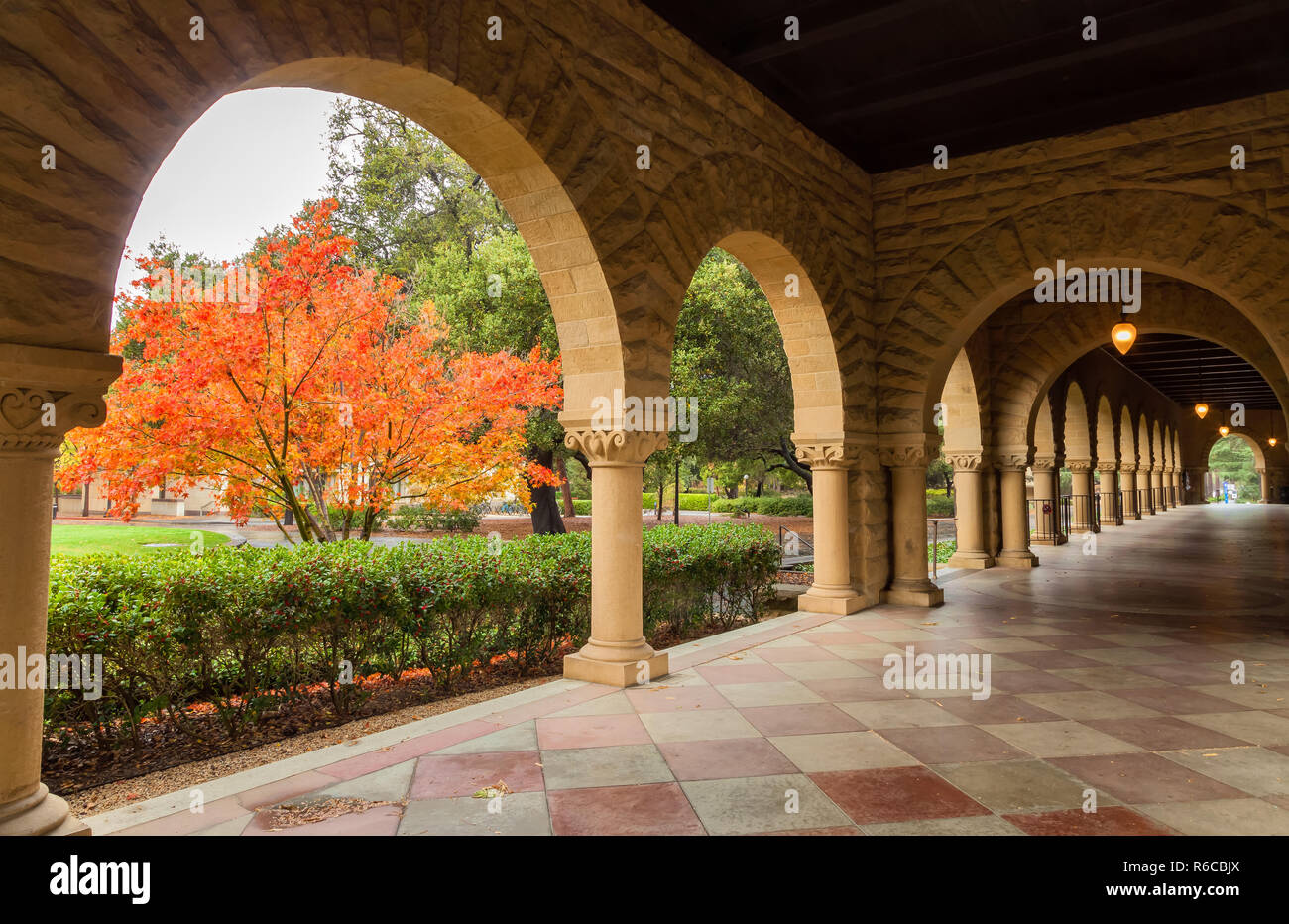 Japanese maple tree and the architectural structures at Stanford ...