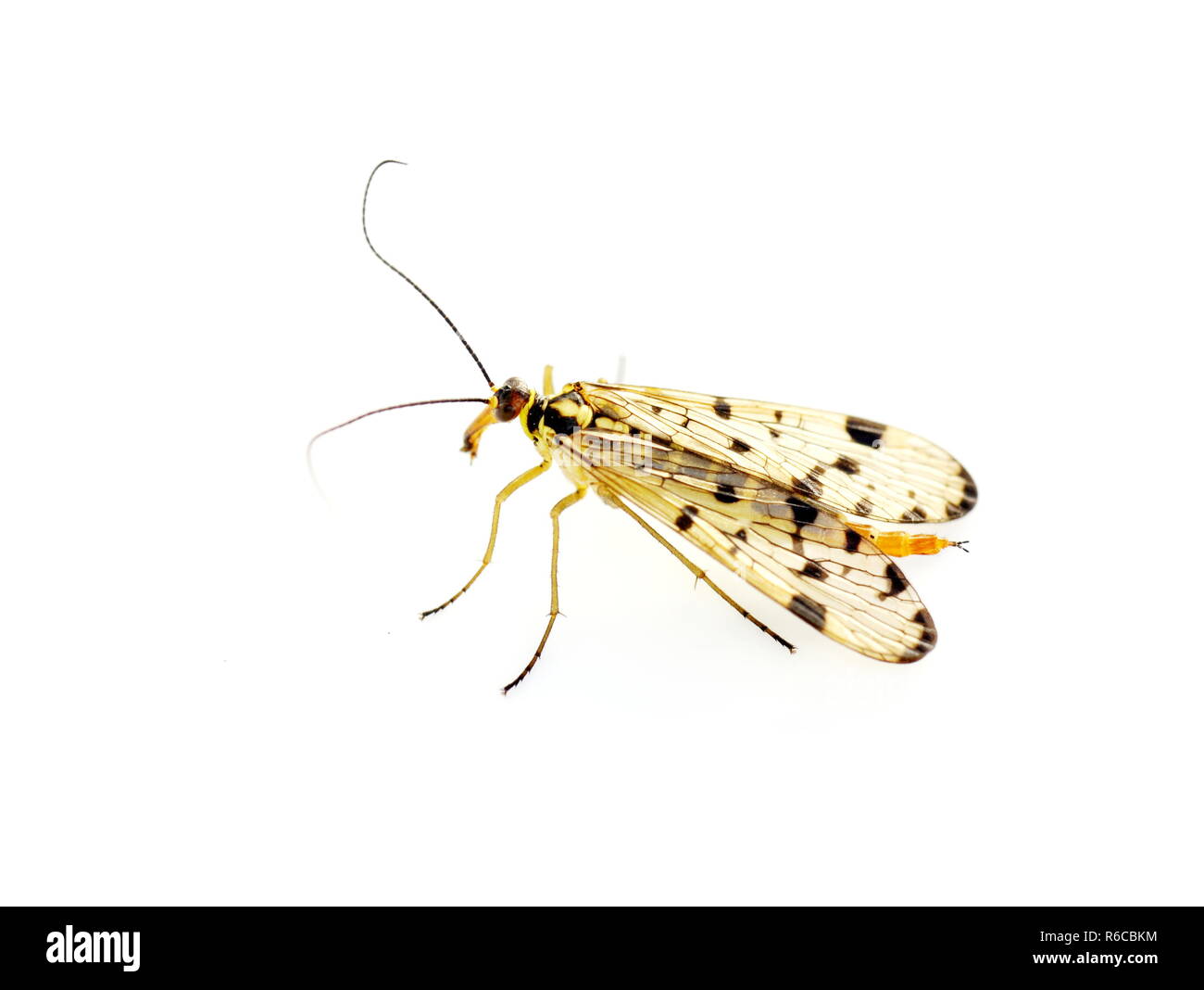 Common scorpion fly Panorpa communis on white background Stock Photo ...