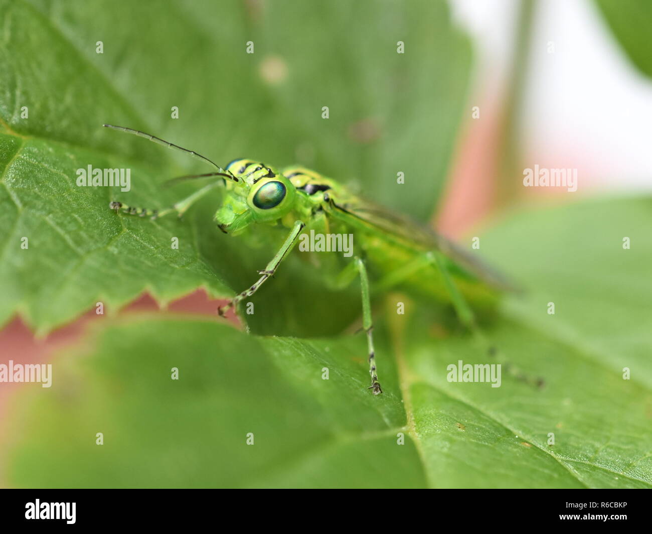 Closeup on the face of the green sawfly Rhogogaster punctulata on a ...