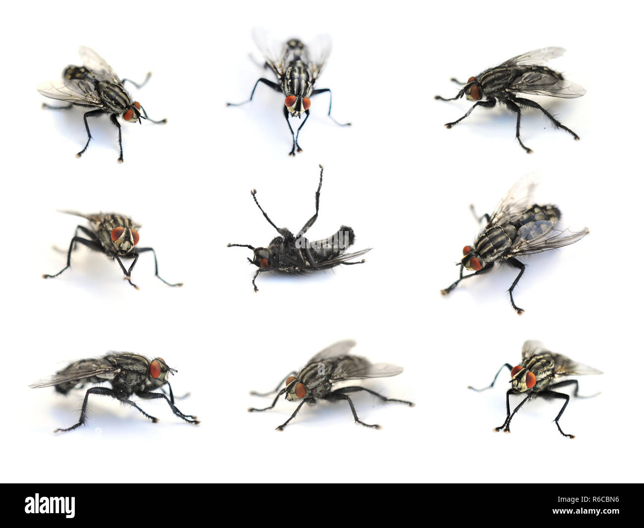 Common housefly Musca domestica isolated on white background Stock ...