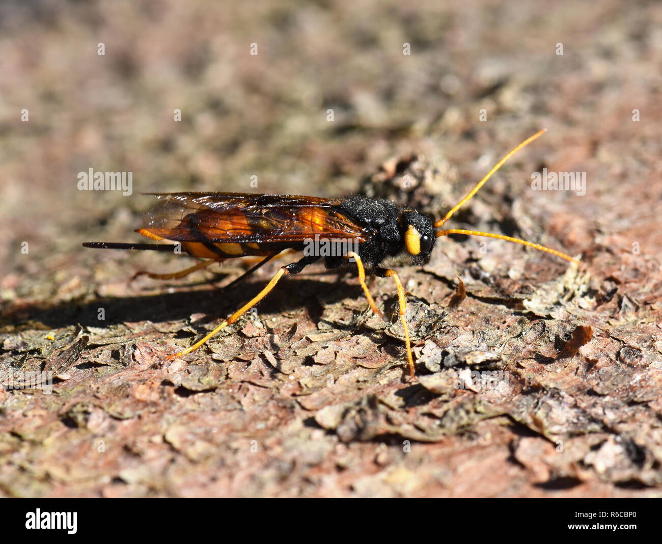 Female of the giant wood wasp Urocerus gigas on a tree trunk Stock ...