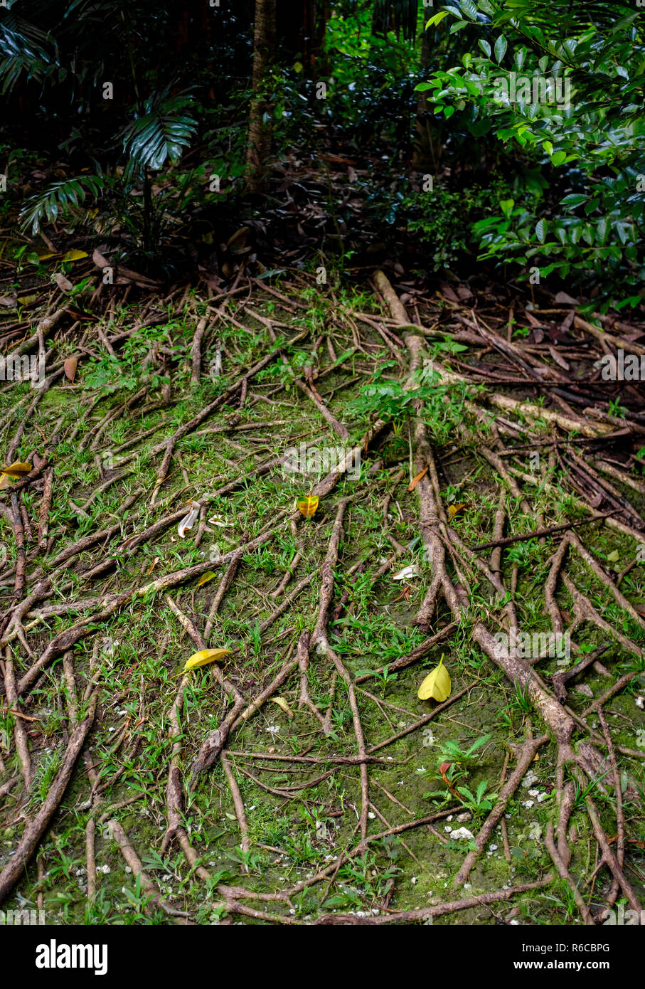 A walk through the lush jungle and limestone cliffs of Welchman Hall ...