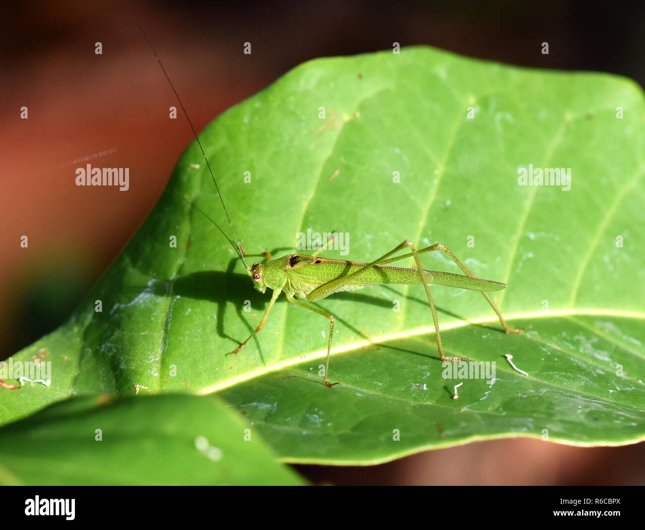 Bug green leaf hi-res stock photography and images - Alamy