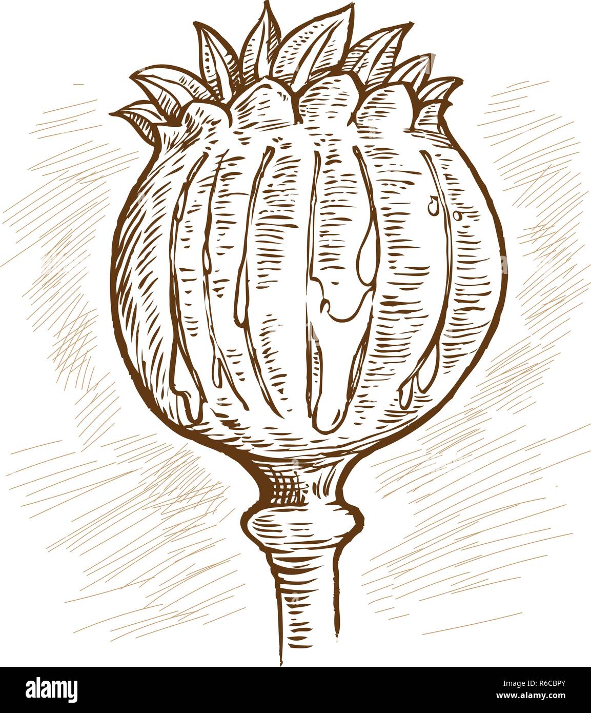 Poppy vector vectors hi-res stock photography and images - Alamy