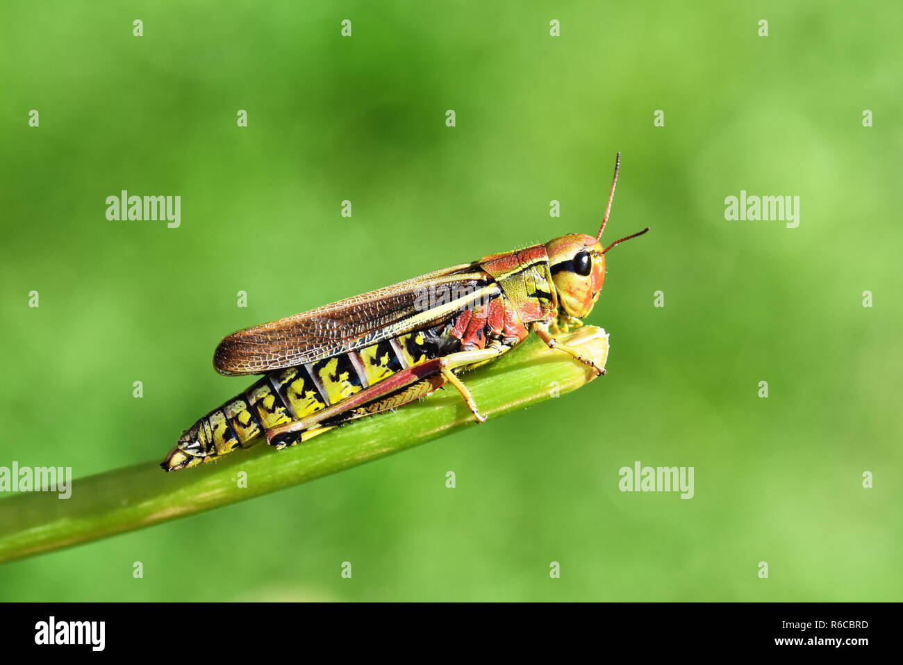 The large swamp grasshopper Mecostethus grossus on green background ...