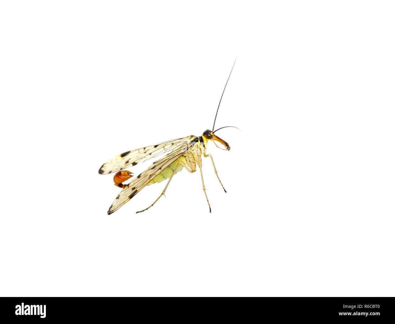 Common scorpion fly Panorpa communis on white background Stock Photo ...