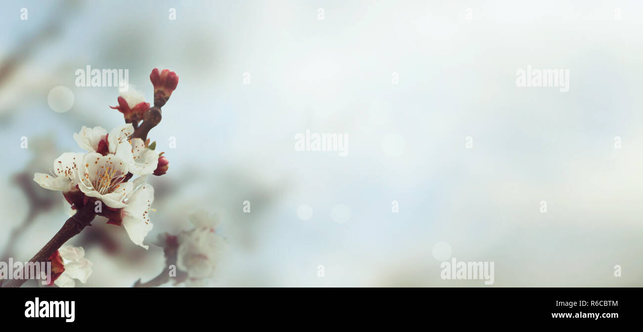 Spring flower background Stock Photo - Alamy