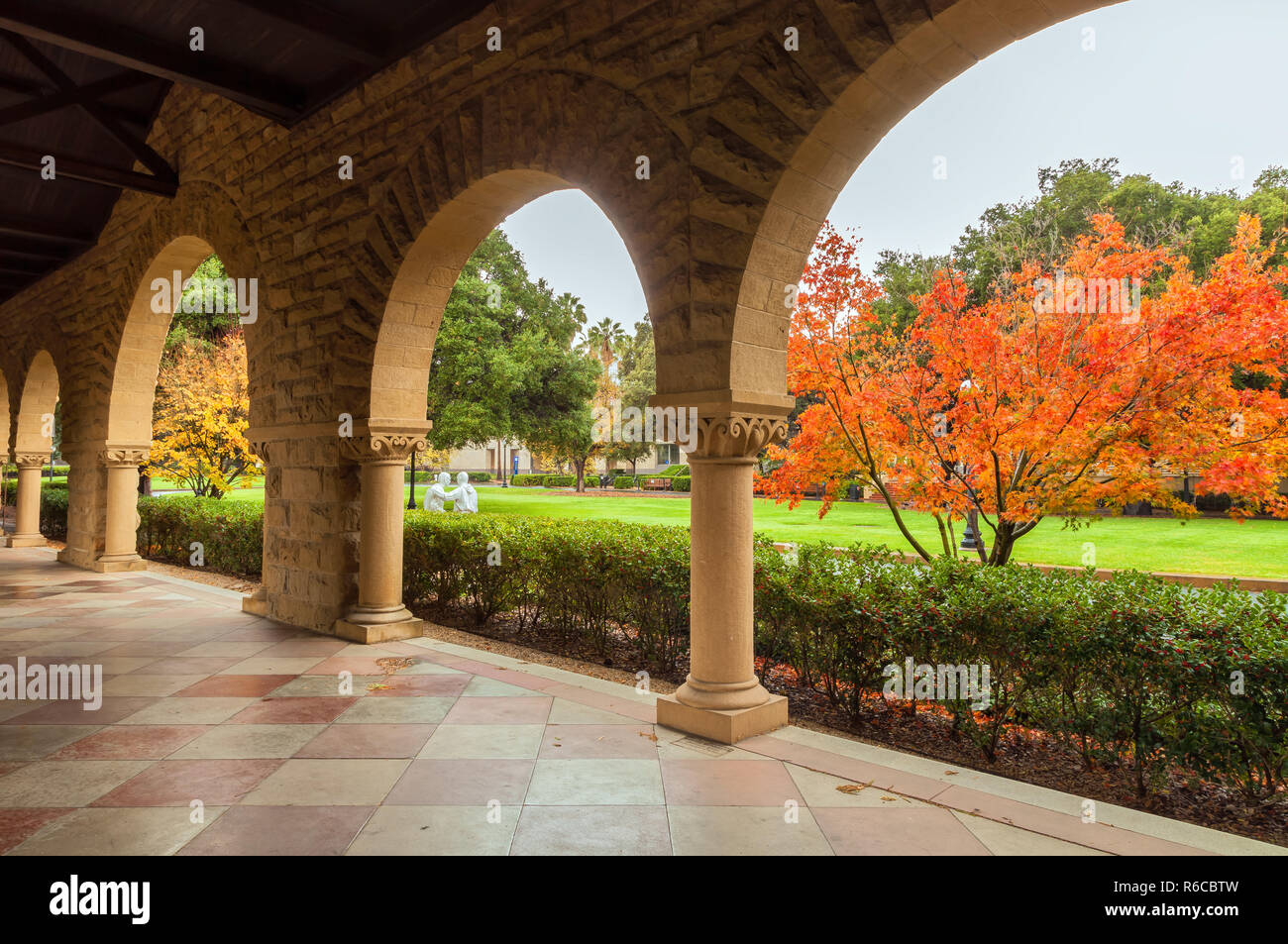 Japanese maple tree and the architectural structures at Stanford ...