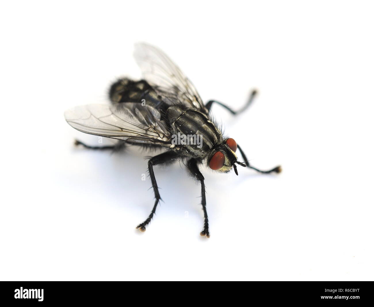 Common housefly Musca domestica isolated on white background Stock ...