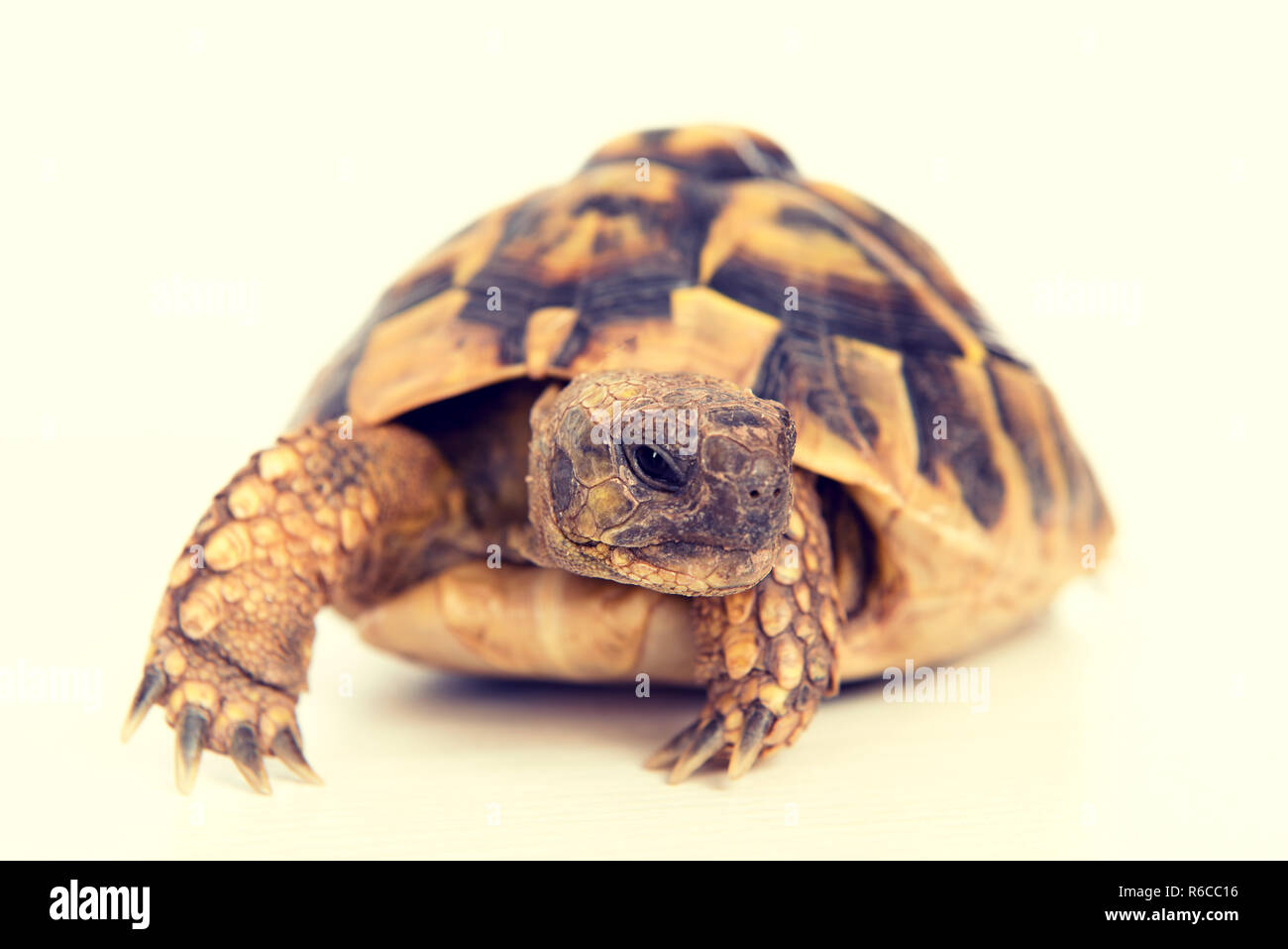 turtle in front of white background Stock Photo - Alamy