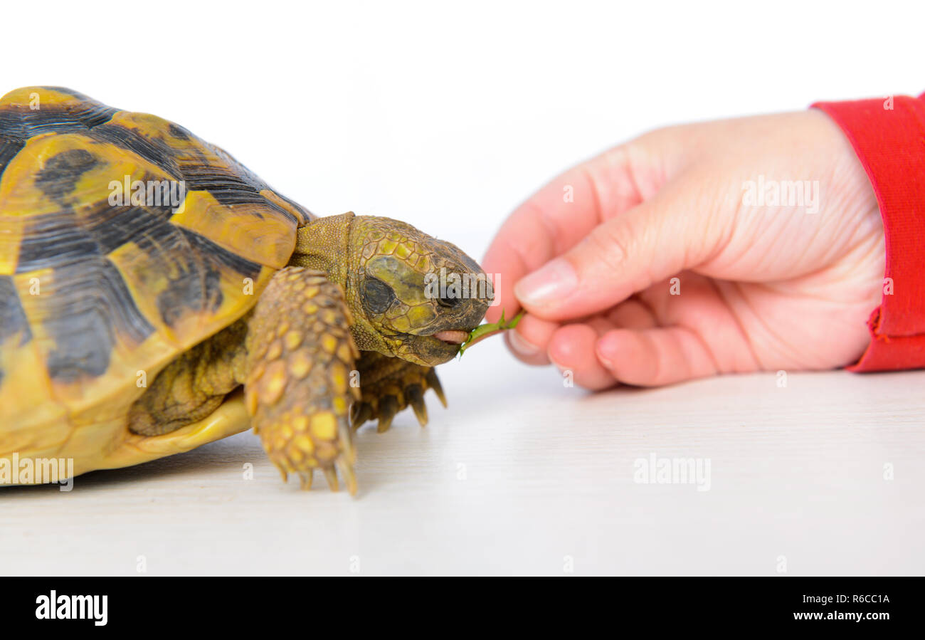 turtle eating leaf Stock Photo - Alamy