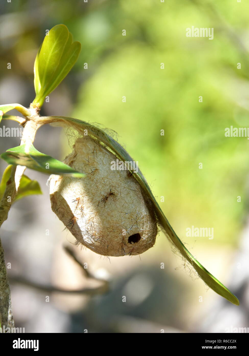 Silk moth and cocoon hi-res stock photography and images - Alamy