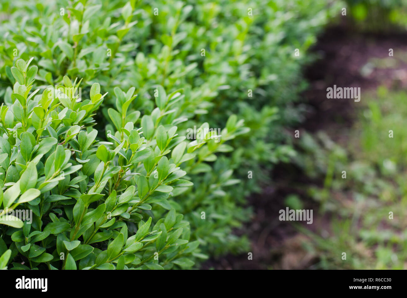 Fresh green buxus leaves, Buxus sempervirens Stock Photo - Alamy