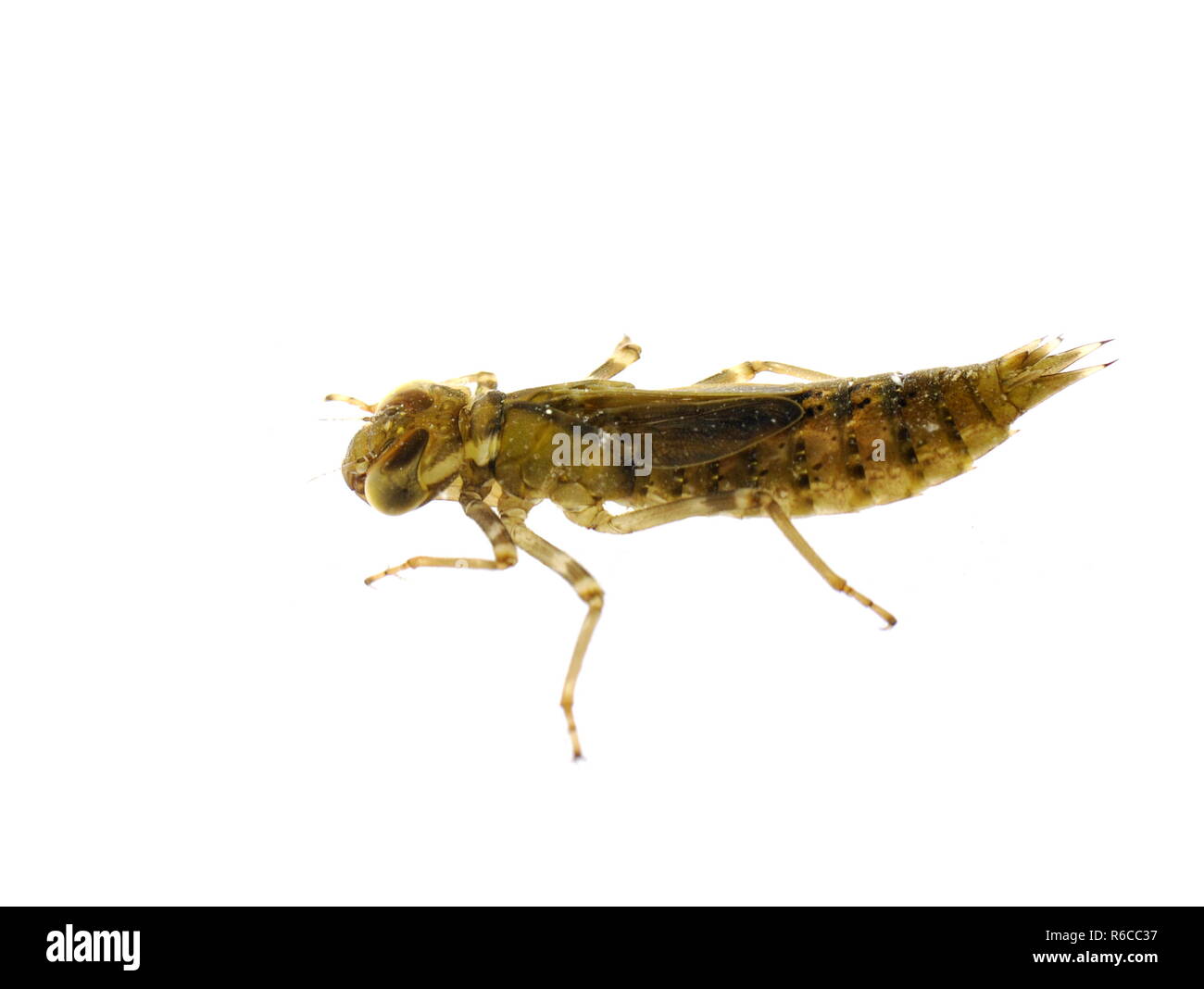 Dragonfly nymph hi-res stock photography and images - Alamy