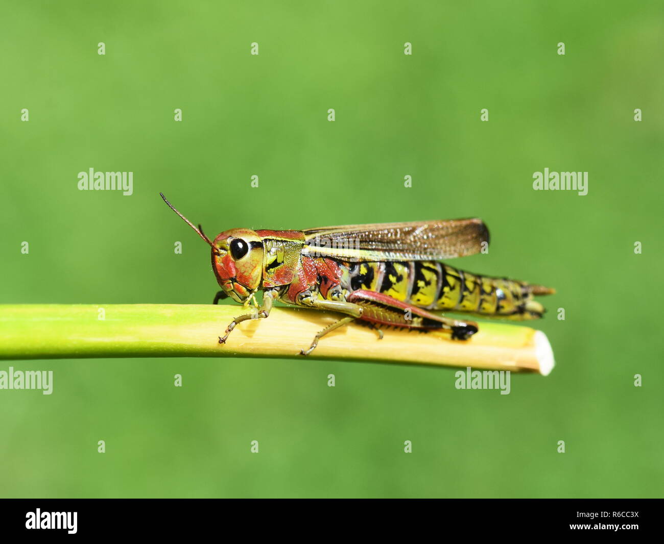 Red Locust Stock Photos & Red Locust Stock Images - Alamy