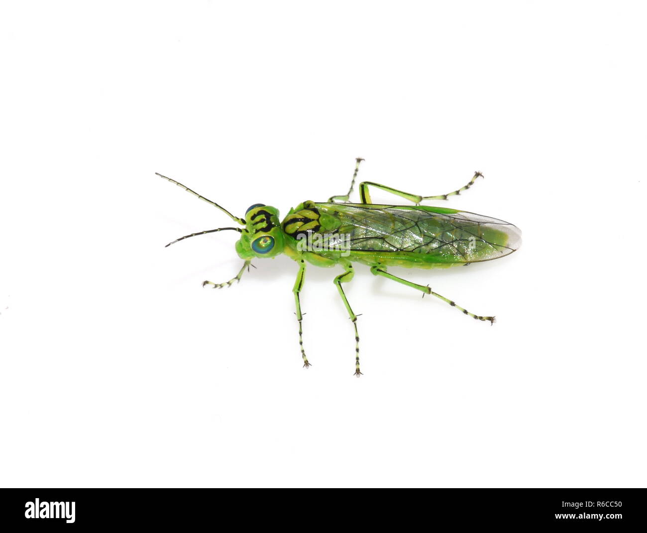 The green sawfly Rhogogaster punctulata on white background Stock Photo ...