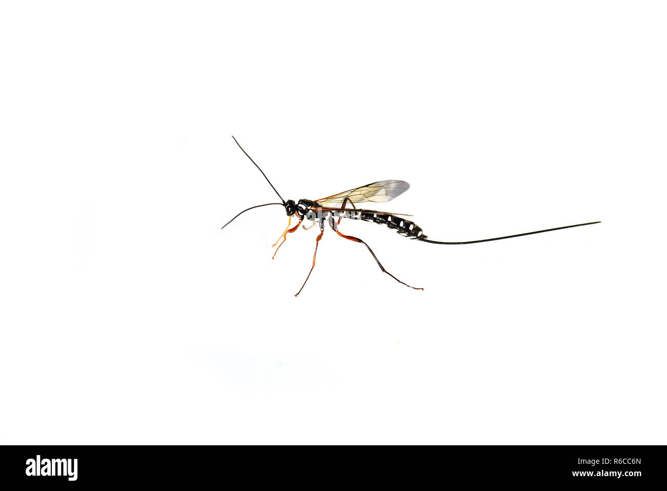Giant parasitic Sabre wasp Rhyssa persuasoria on white background Stock ...
