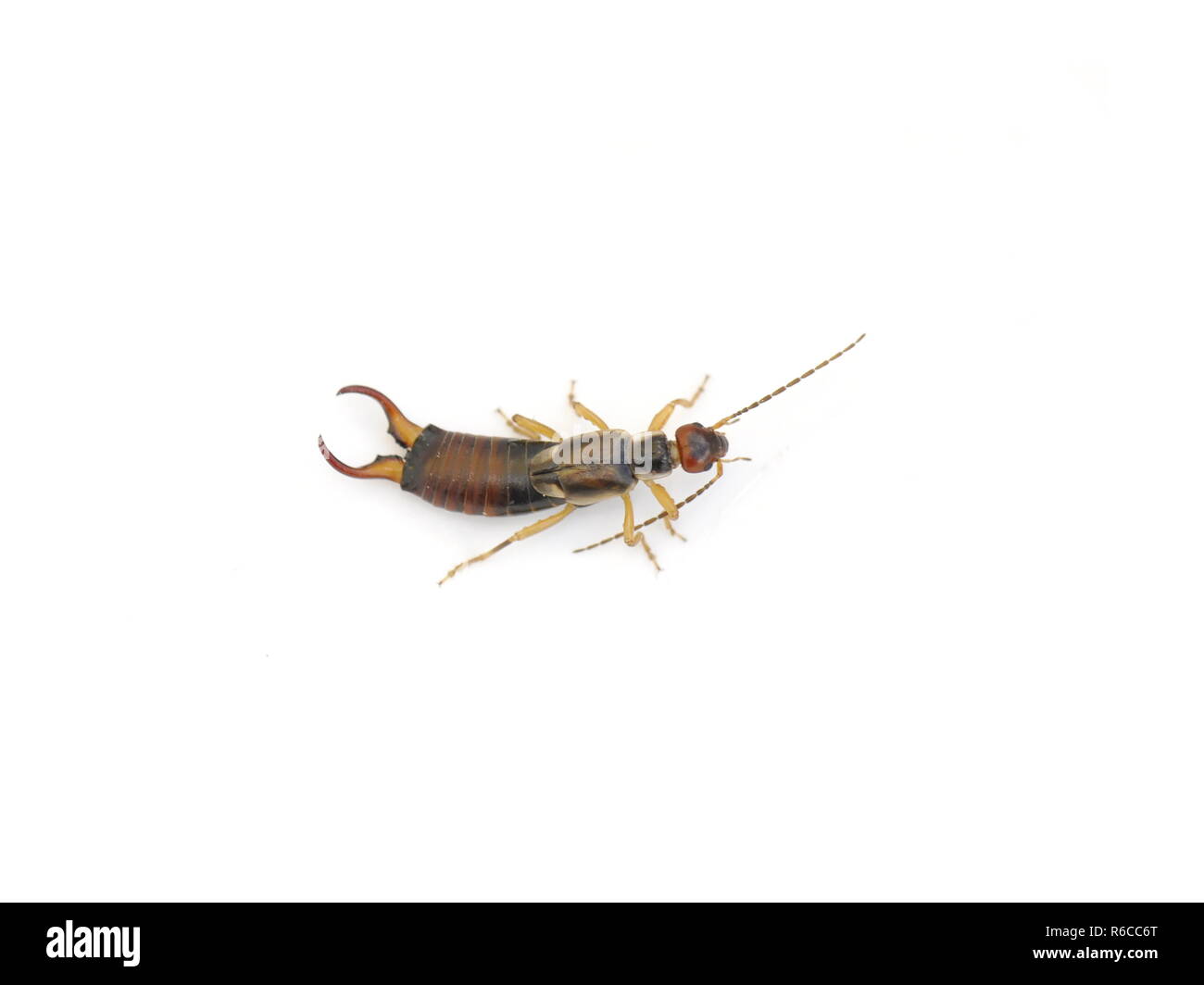 Earwig on white background Stock Photo - Alamy
