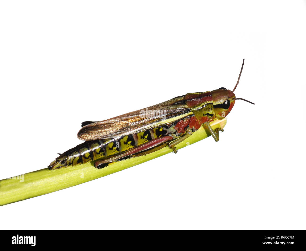 The large swamp grasshopper Mecostethus grossus isolated on white ...