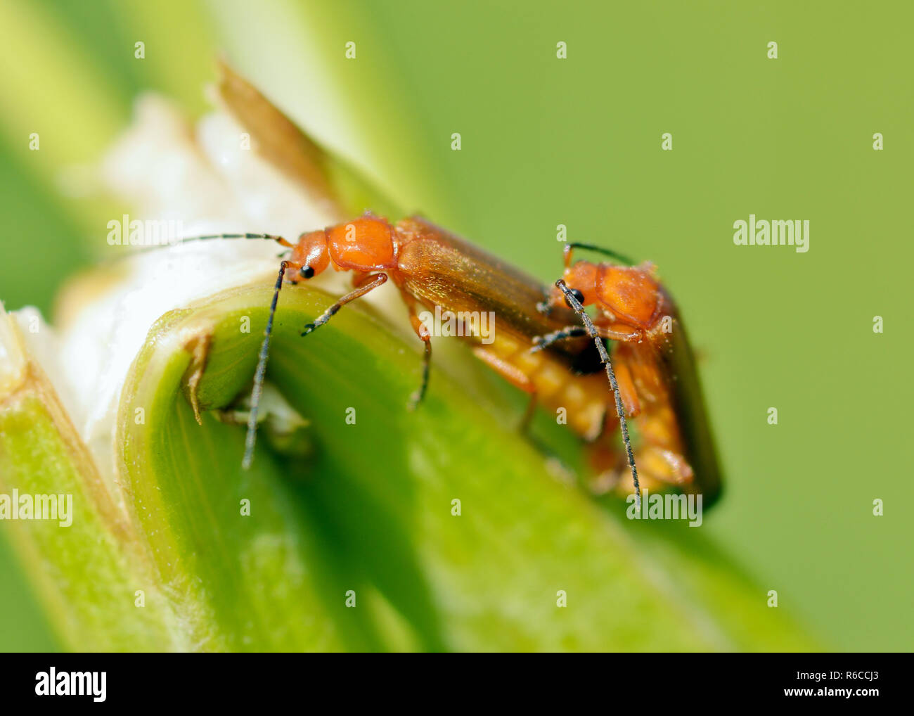 Grass insects hi-res stock photography and images - Alamy