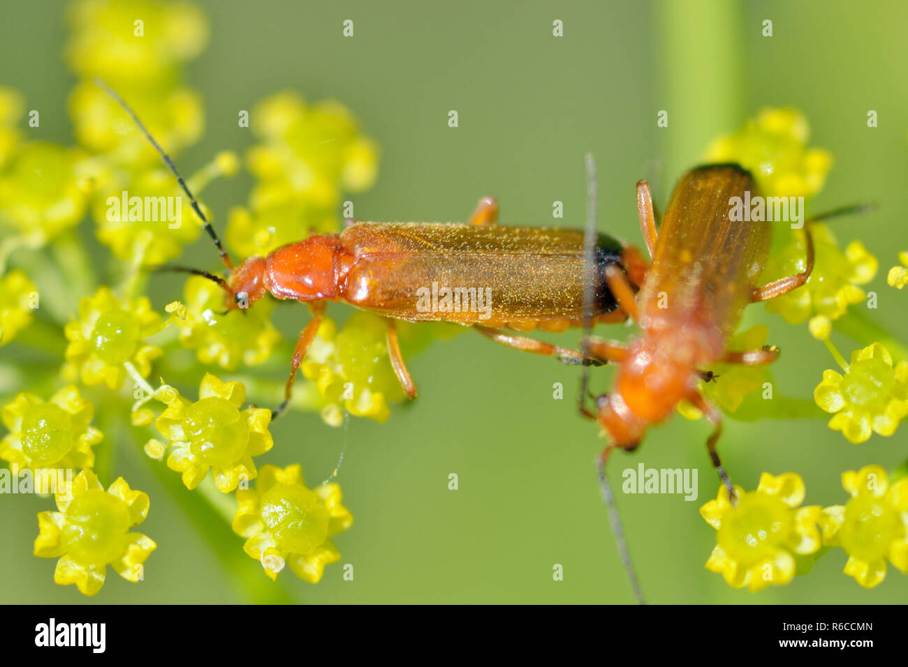 Mating season in insects.Insects are very active during the day Stock ...
