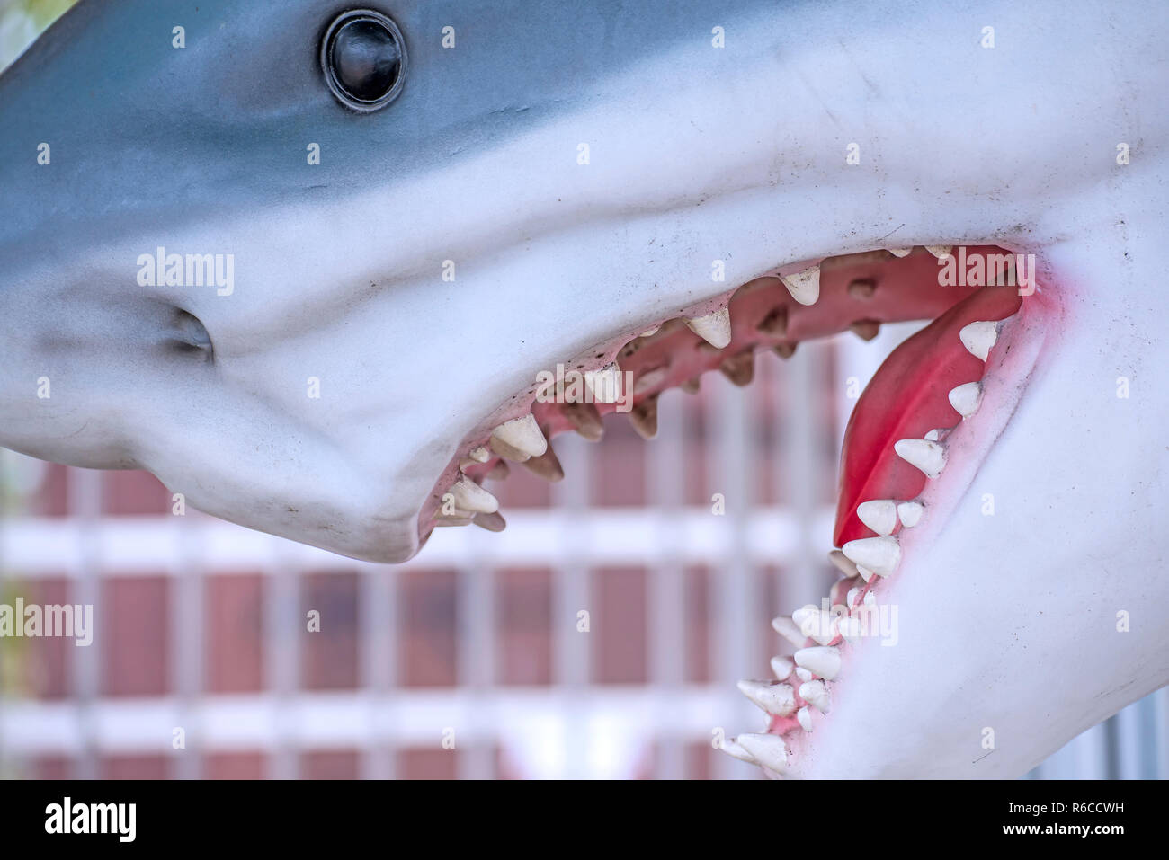 Shark, Model Of A Head Stock Photo - Alamy