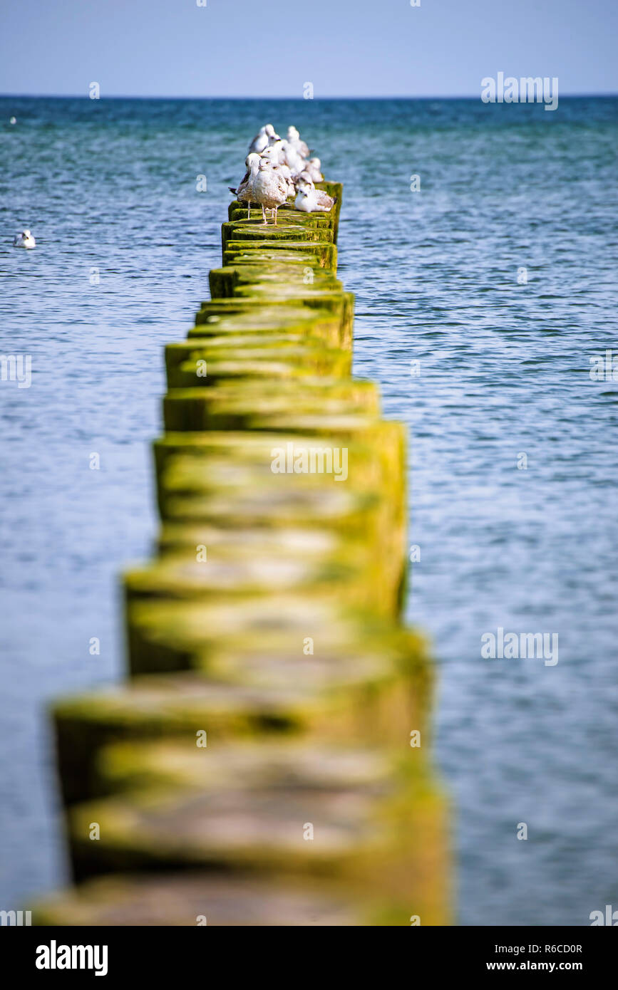 Groins In The Baltic Sea With Gulls Stock Photo - Alamy