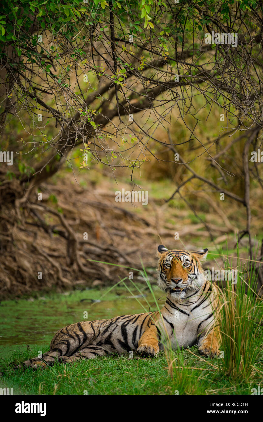 A Tigress Arrowhead in a beautiful backdrop and nature greens at ...