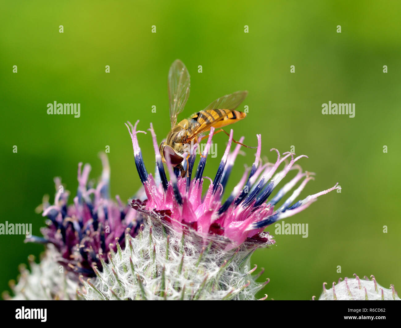 German wasp collects pollen from plants.With warming the life of ...